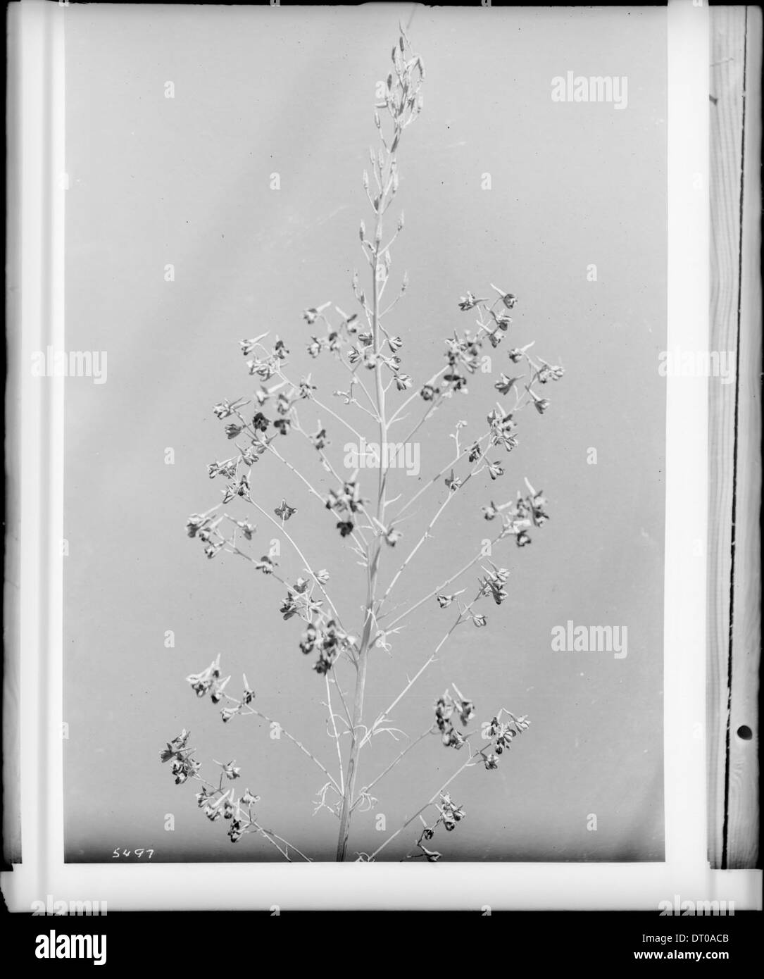 A close-up photograph of a specimen of Scarlet Larkspur (Delphinium ...