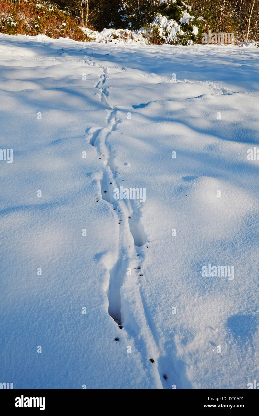 Rabbit footprint hi-res stock photography and images - Alamy