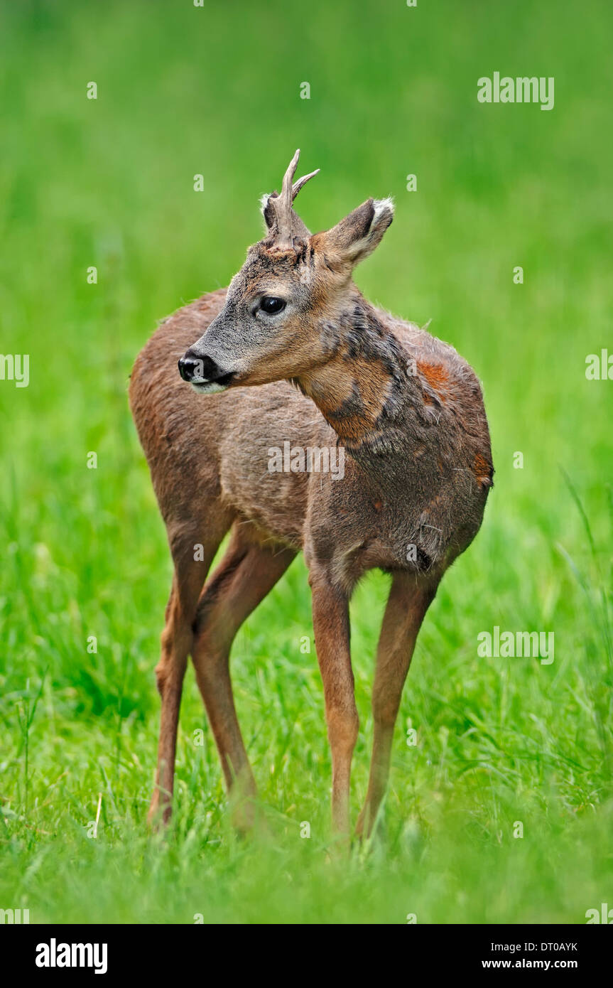 Buck (capreolus capreolus) roe deer hi-res stock photography and images ...