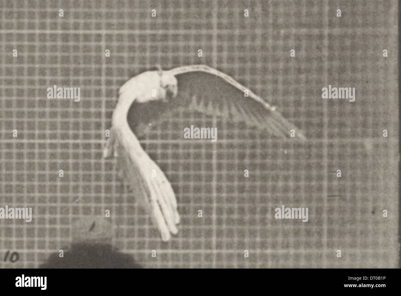 This image captures a cockatoo flying, showcasing the bird in mid ...