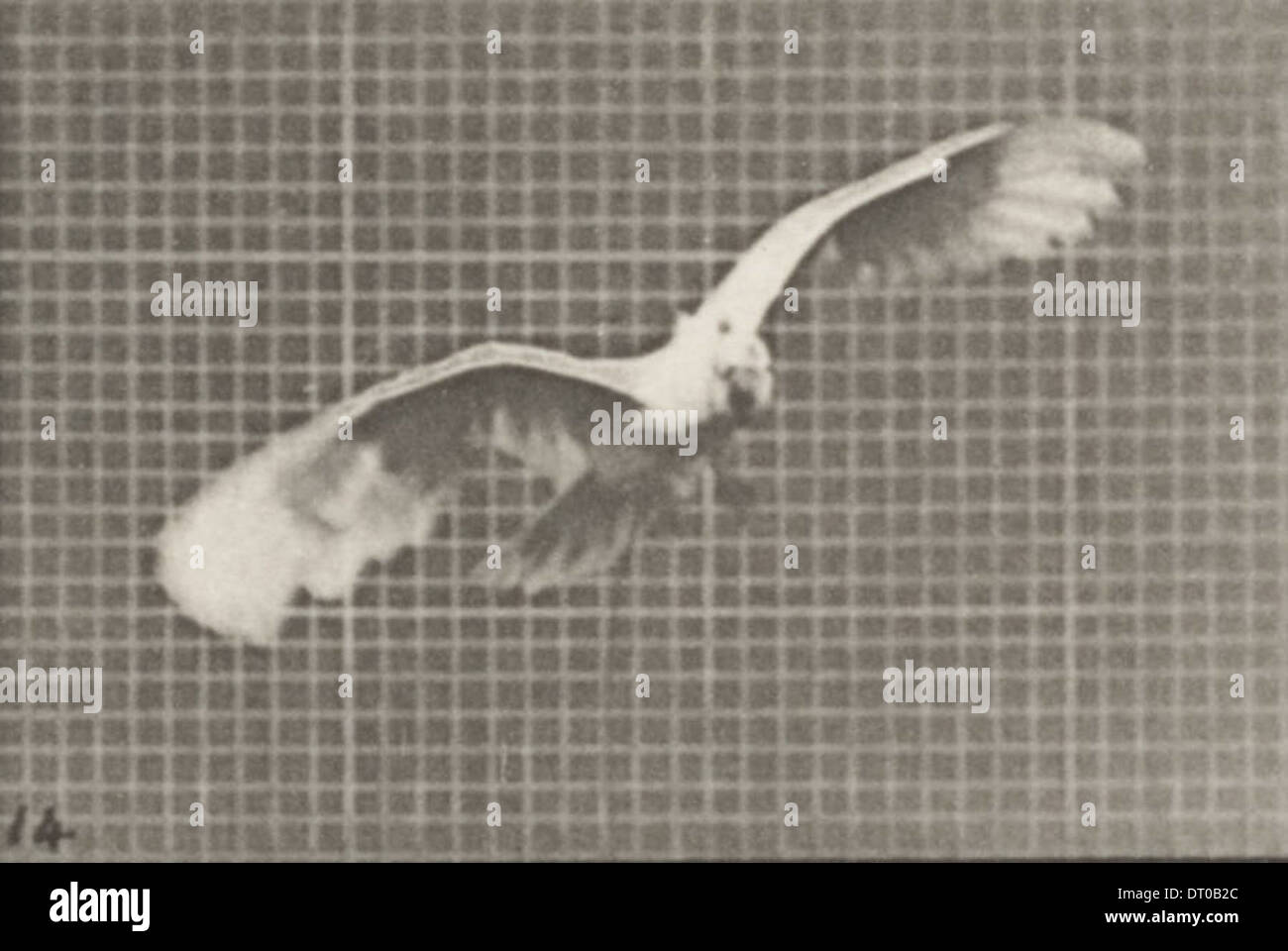 A photograph of a cockatoo in flight, capturing the bird in motion ...