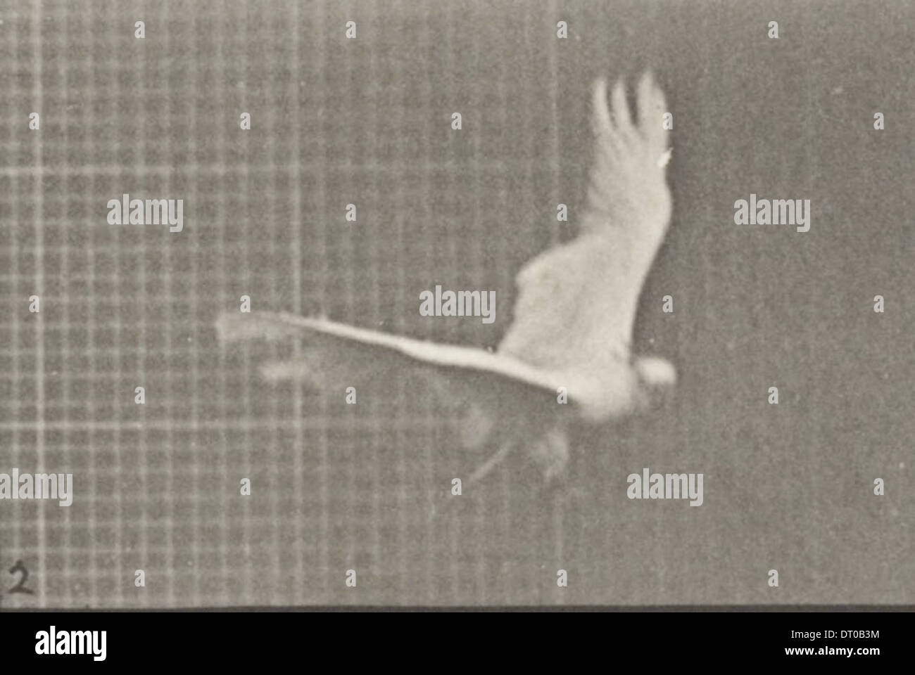 A photograph of a cockatoo flying, captured in mid-air, showing the ...