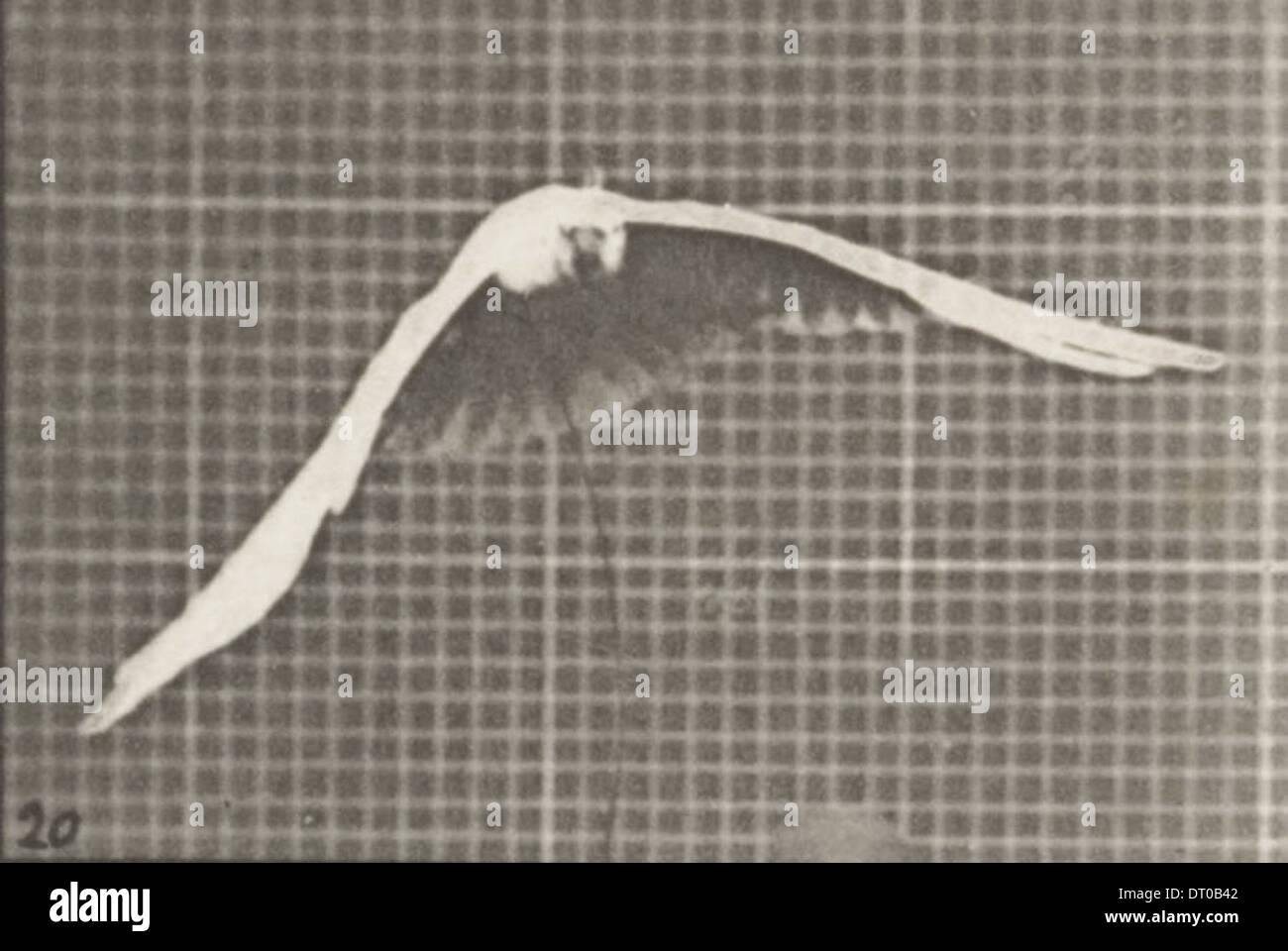 A photograph of a cockatoo flying, captured in mid-flight, displaying ...