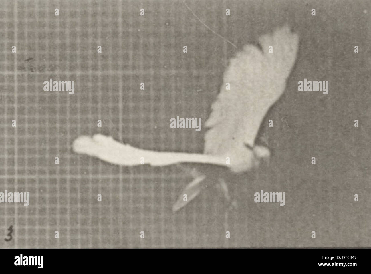 A photograph of a cockatoo in flight. The image captures the bird mid ...