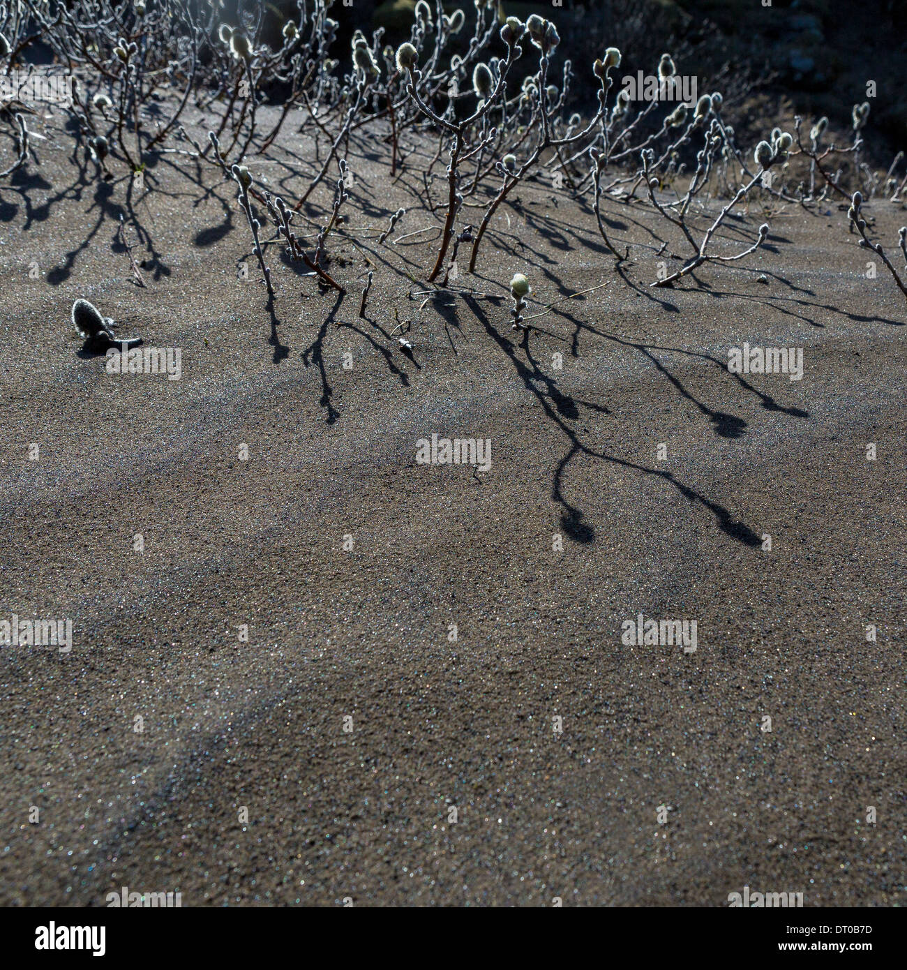 Woolly willow, growing wild. Salix lanata, the woolly willow, is ...