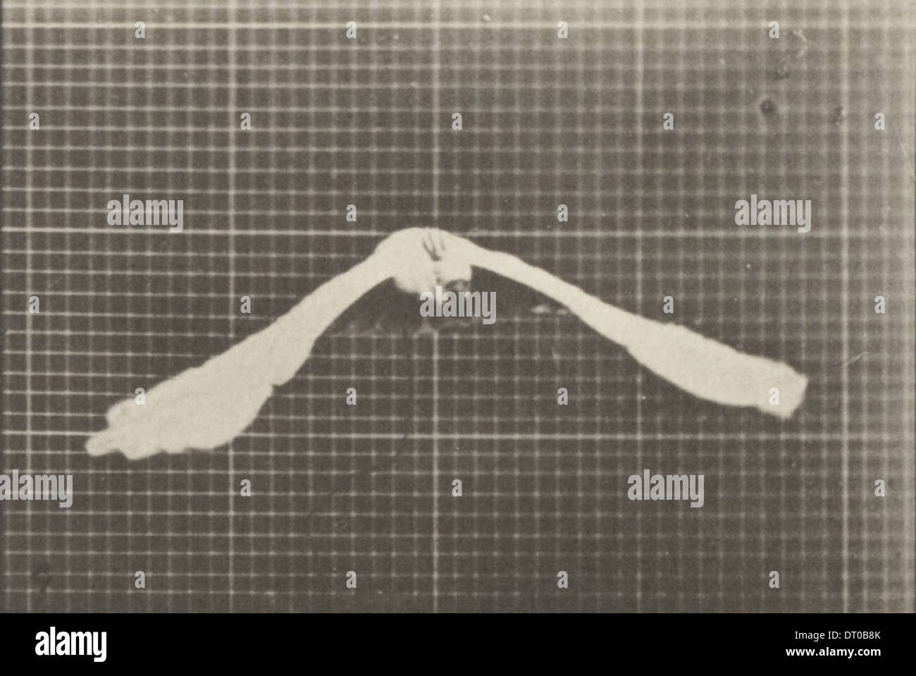 A photograph of a cockatoo in flight, captured in a natural setting ...