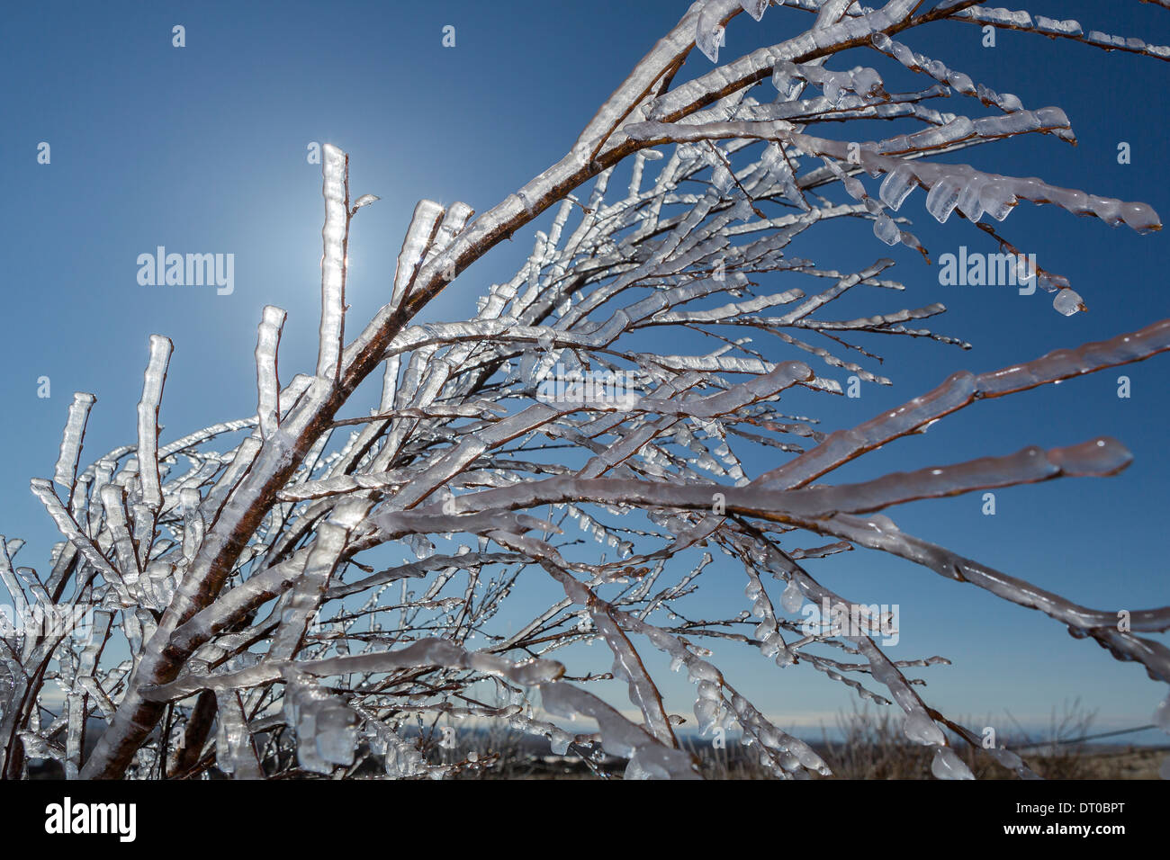 Ice on tree hi-res stock photography and images - Alamy