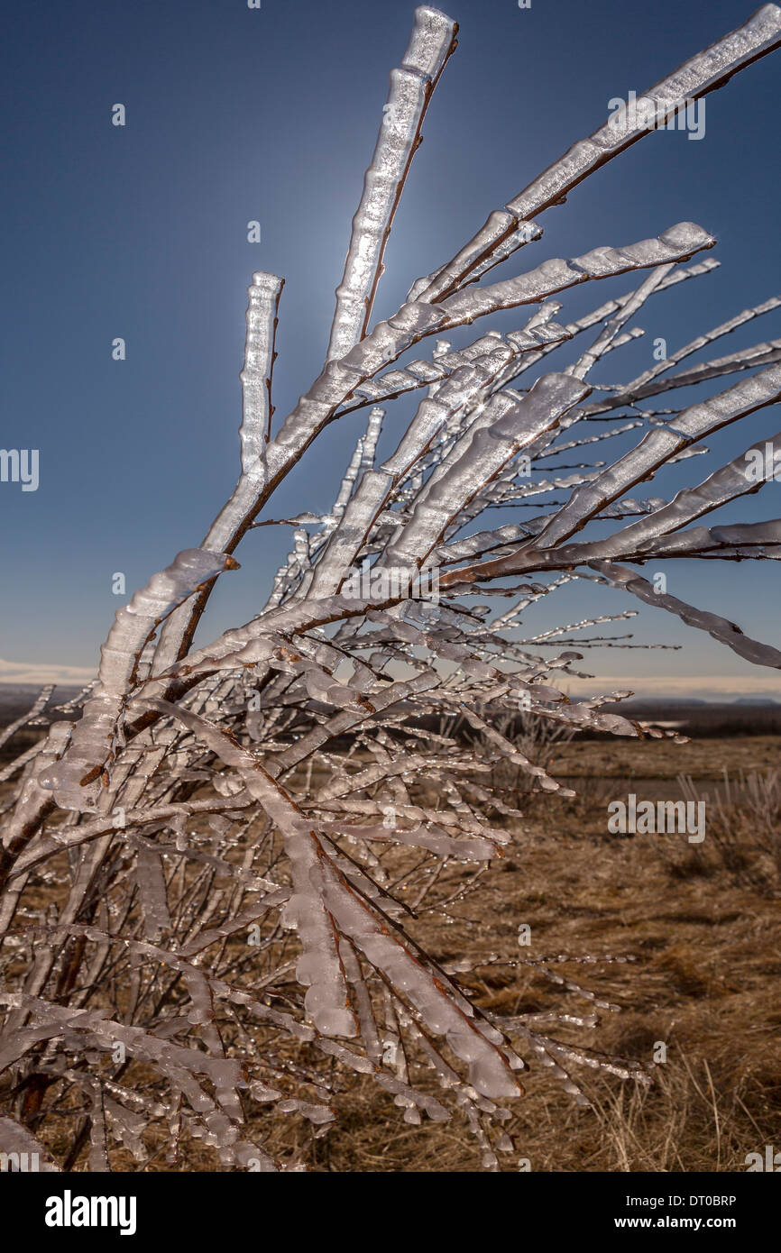 Ice on tree hi-res stock photography and images - Alamy