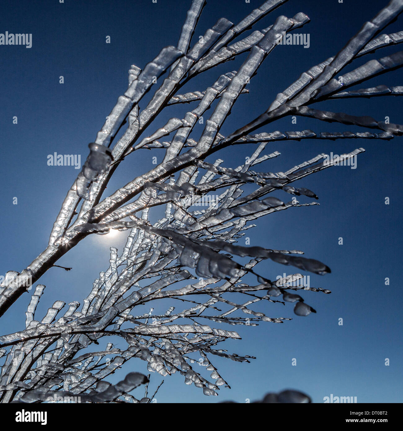Ice on tree hi-res stock photography and images - Alamy
