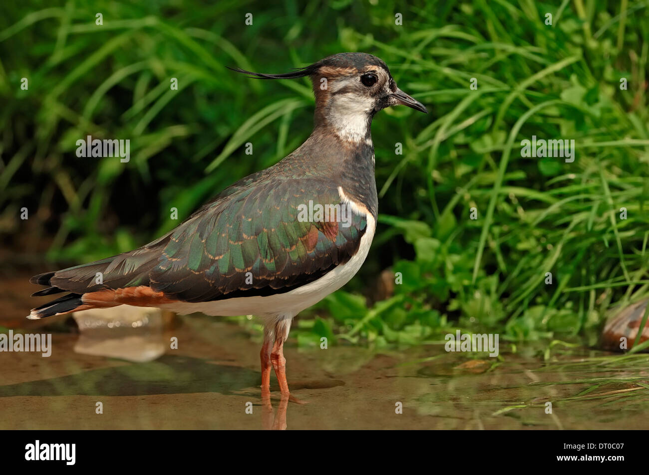 Lapwing peewit hi-res stock photography and images - Alamy