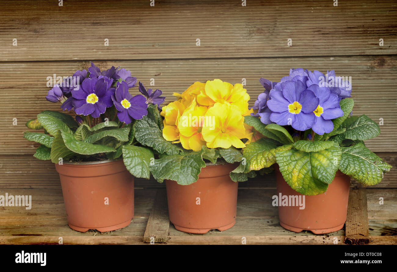 Small pots hi-res stock photography and images - Alamy