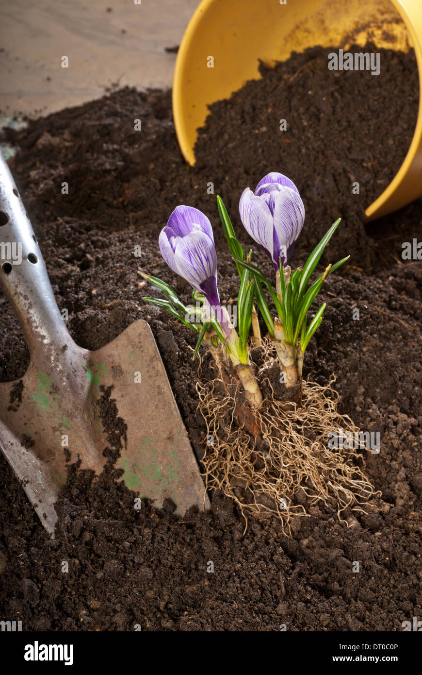 Crocus garden planting hi-res stock photography and images - Alamy