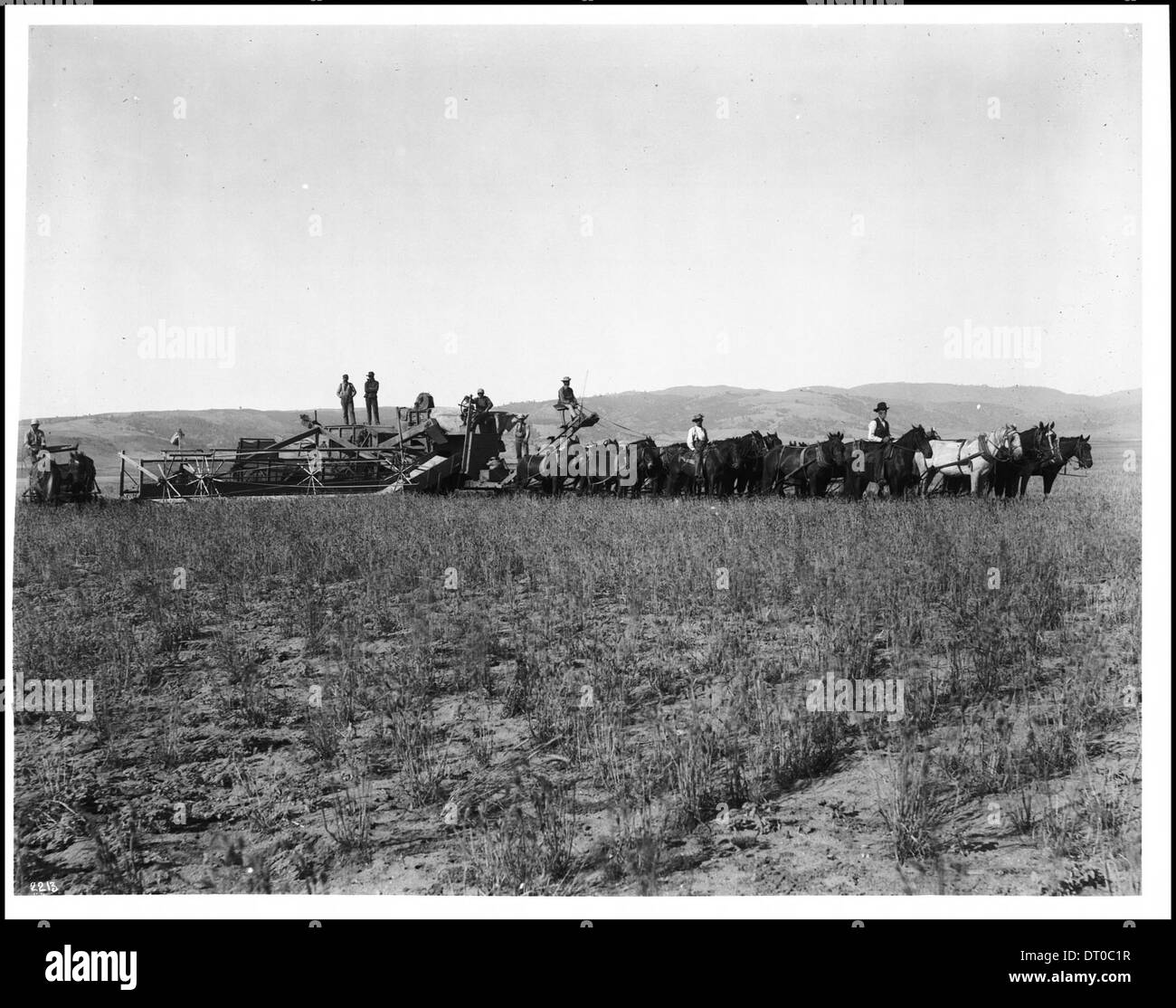 A vintage photograph of combine harvesting on the Newhall Ranch ...