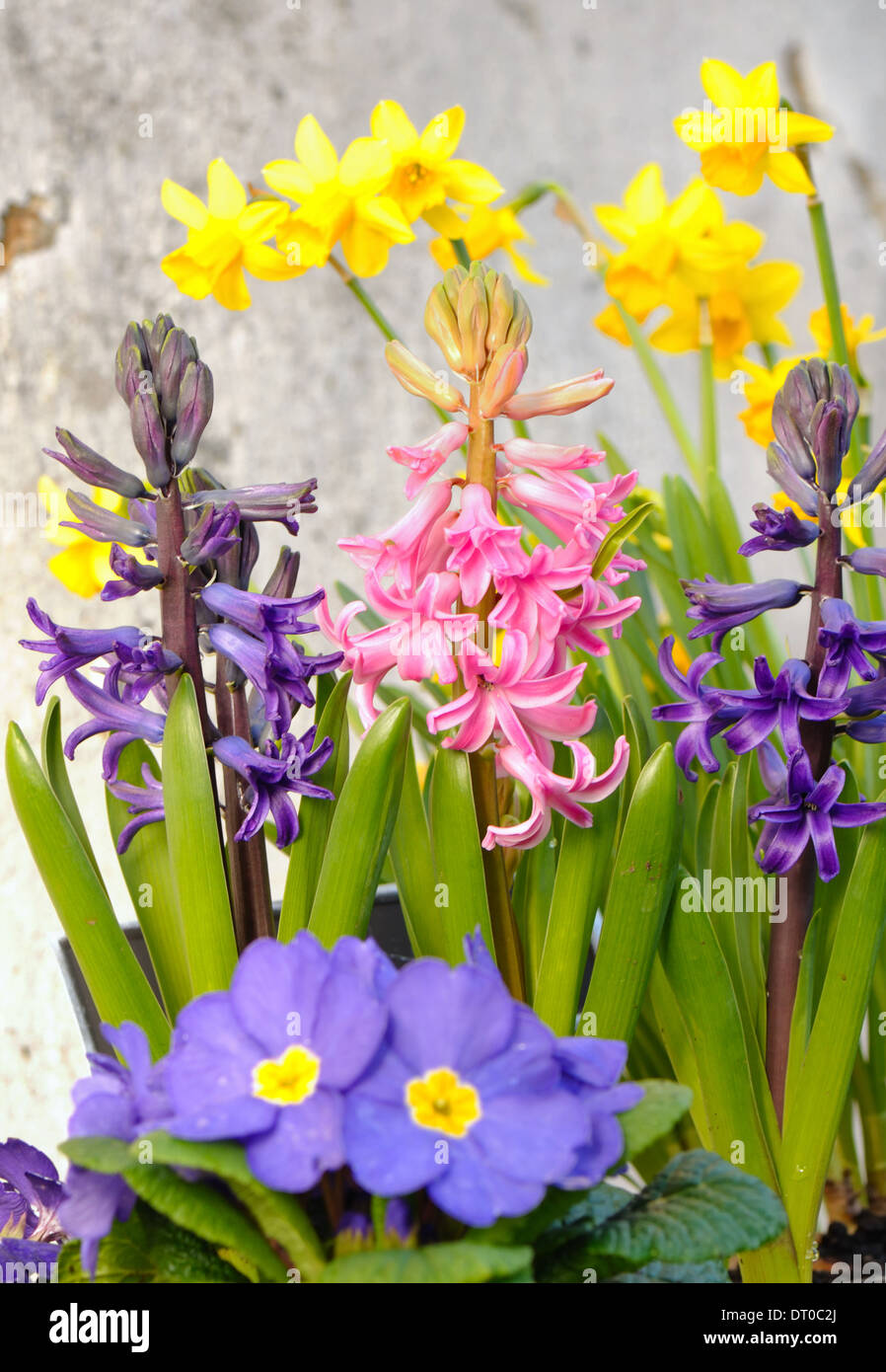 Colorful bright flowers hi-res stock photography and images - Alamy