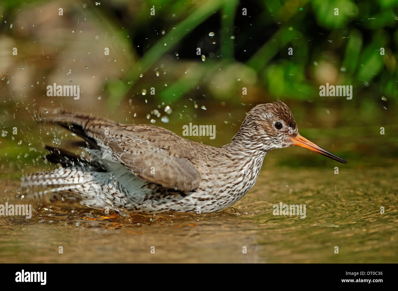 Tringa hi-res stock photography and images - Alamy