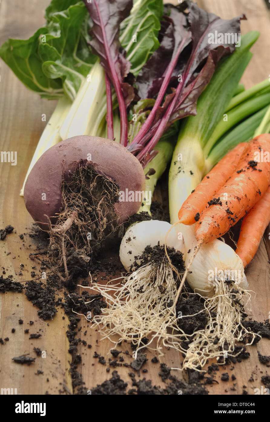 Plank roots hi-res stock photography and images - Alamy