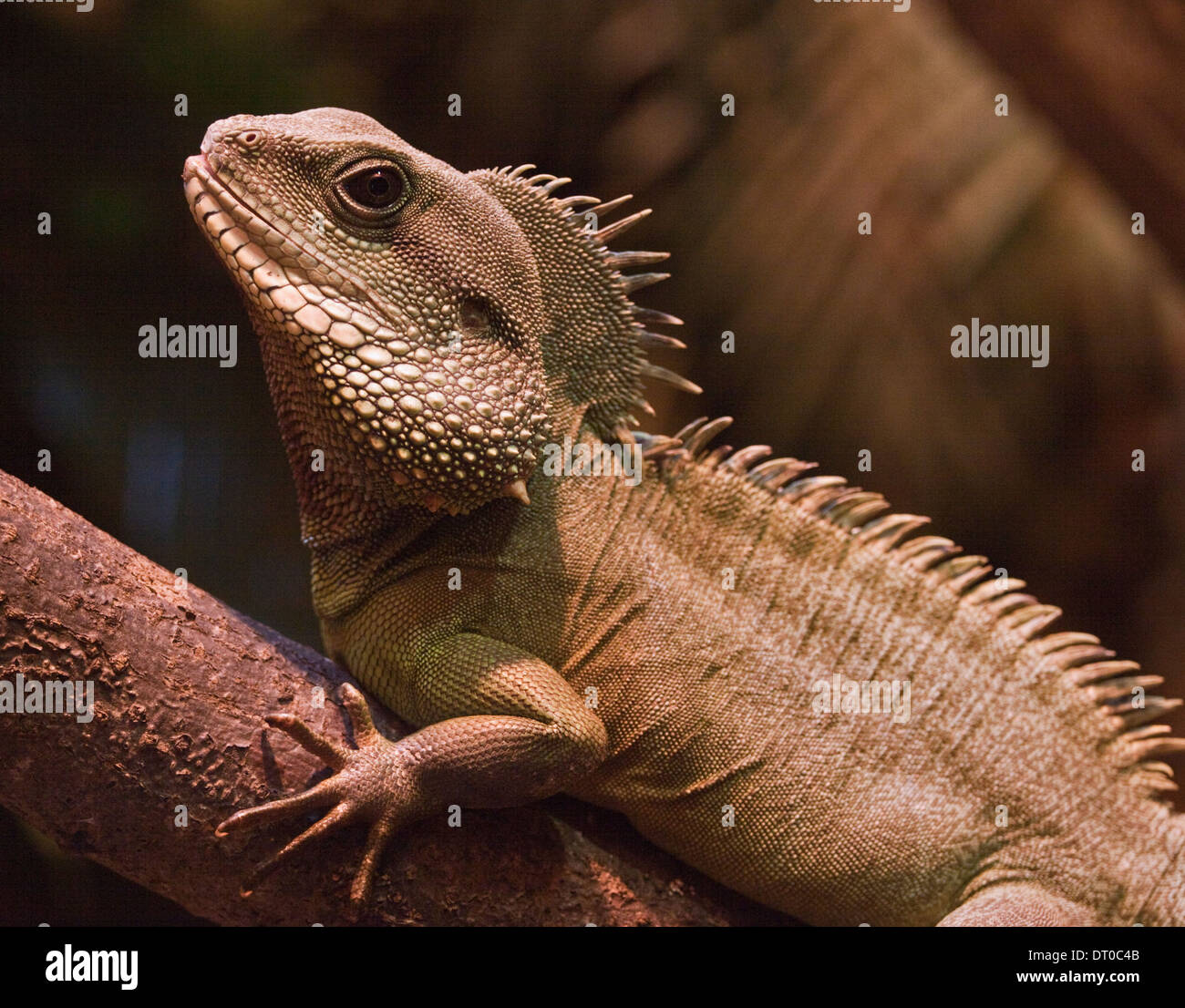 Oriental Water Dragon (physignathus cocincinus) male Stock Photo - Alamy