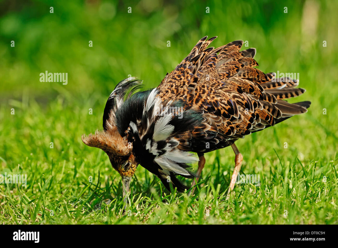 Ruff male bird hi-res stock photography and images - Alamy