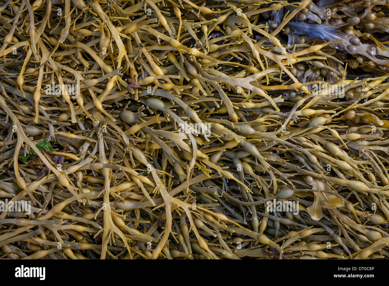 Beach wrack hi-res stock photography and images - Alamy