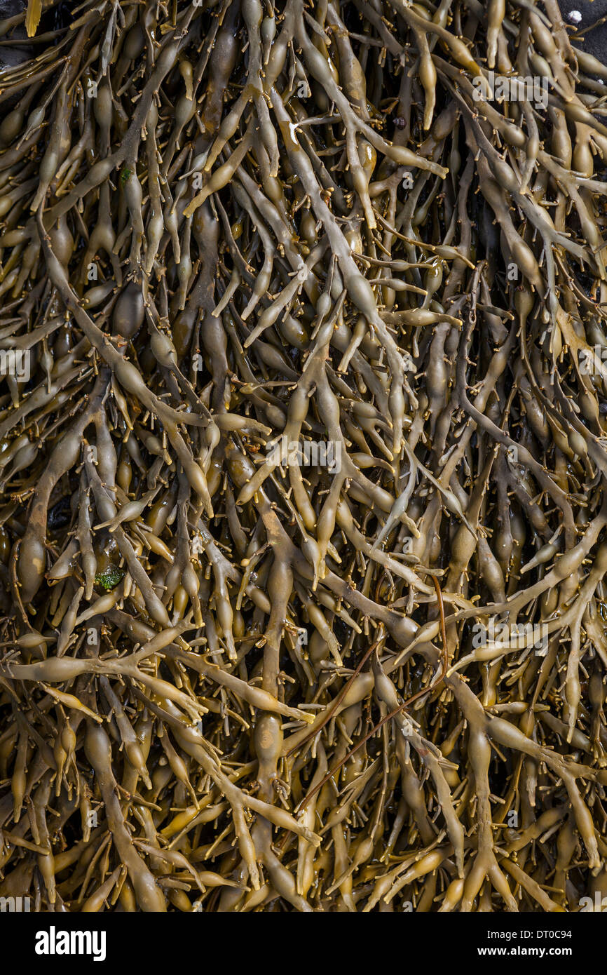 Beach wrack hi-res stock photography and images - Alamy