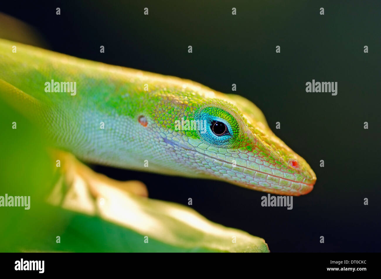 Anolis carolinensis portrait hi-res stock photography and images - Alamy