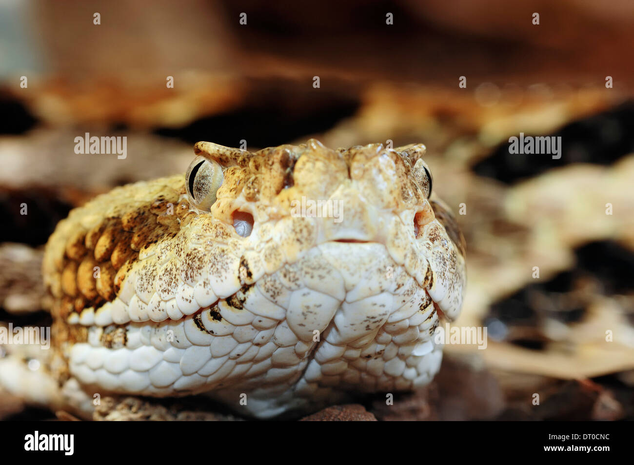 Timber Rattlesnake (Crotalus horridus Stock Photo - Alamy