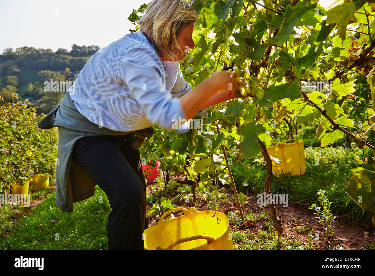 Bishopsteignton hi-res stock photography and images - Alamy