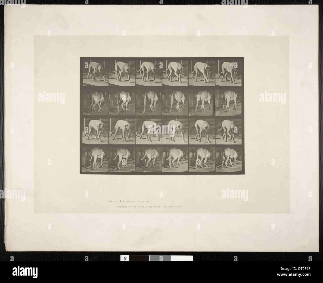 A dog named Dread walking, captured in a natural moment of movement ...