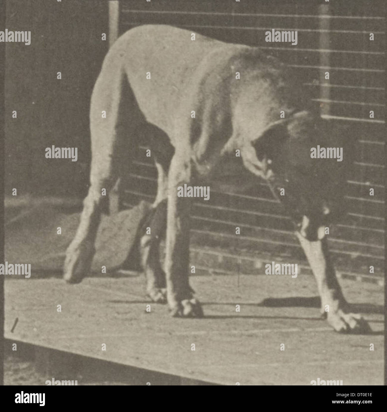 A photograph capturing a dog named Dread walking, taken in an early ...