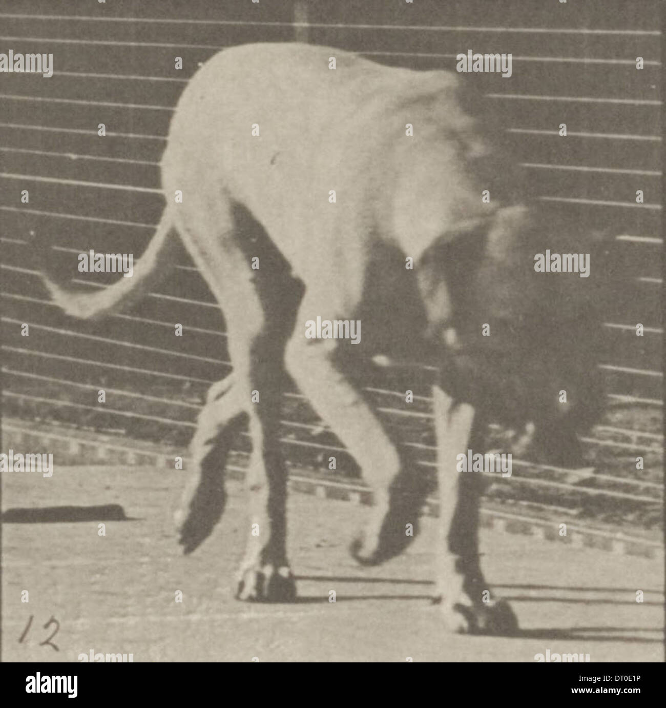 A photograph capturing the movement of a dog named Dread as it walks ...