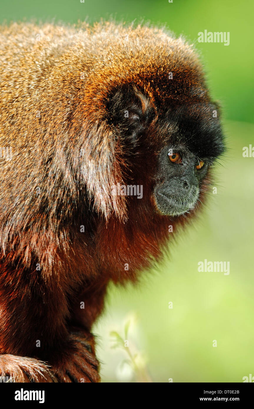 Red Titi or Red Titi Monkey (Callicebus cupreus Stock Photo - Alamy