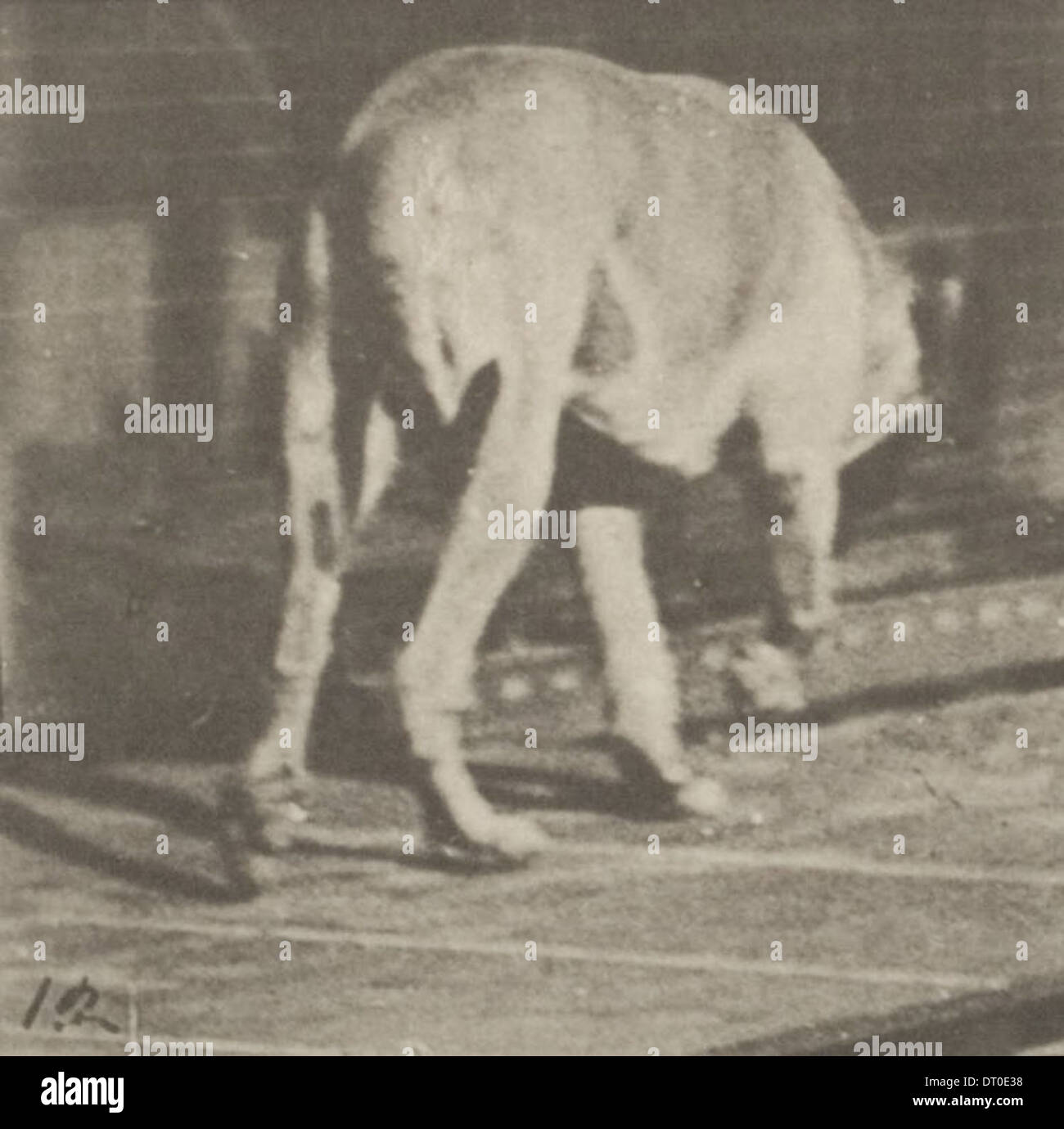 A photograph of a dog named Dread walking, showing the animal in motion ...