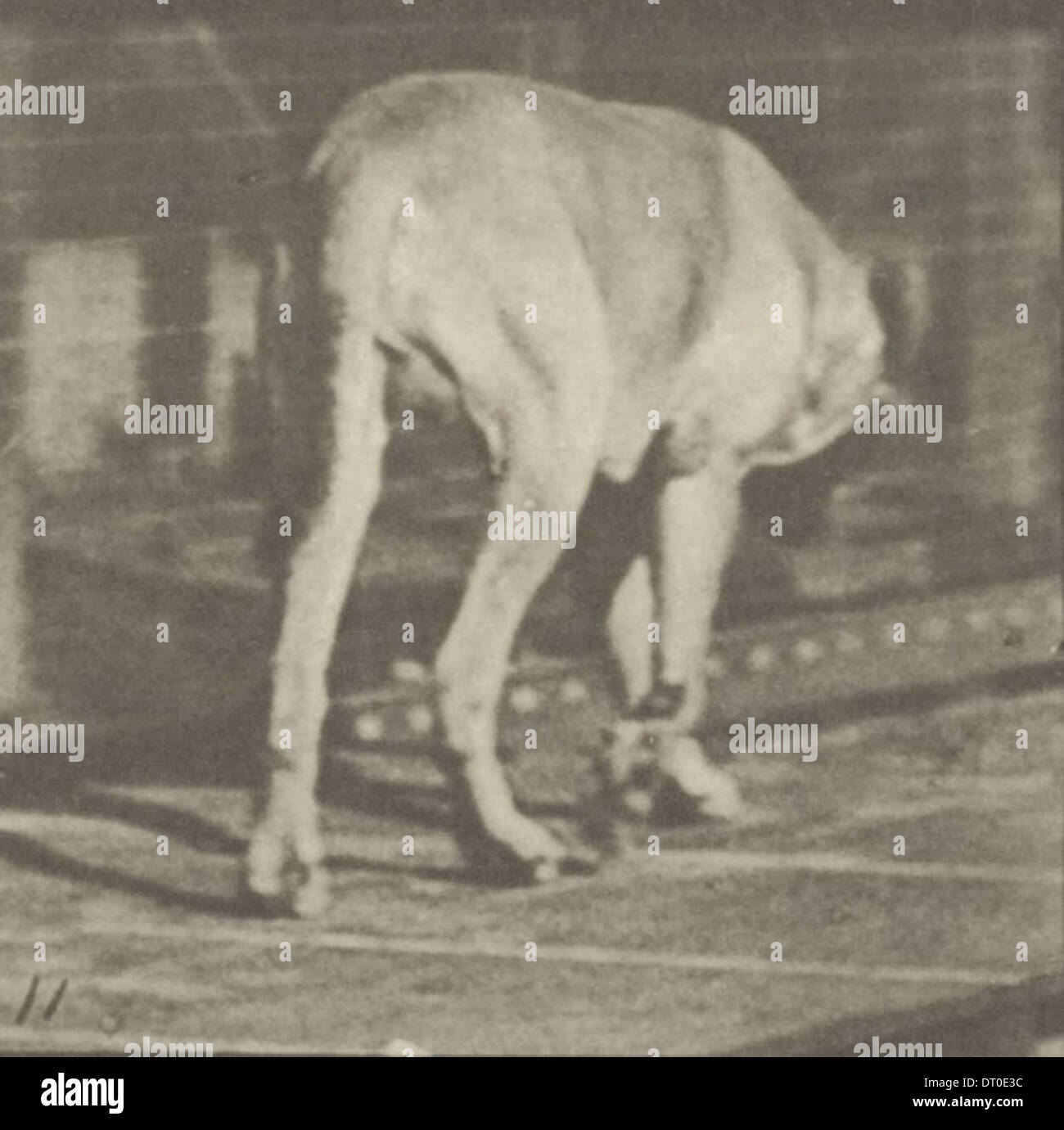 A photograph of a dog named Dread walking, capturing the animal in ...