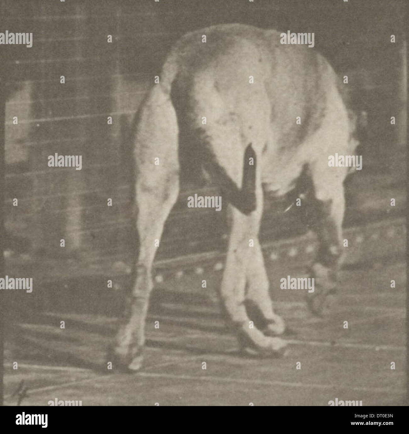 Dog Dread walking (rbm-QP301M8-18 Stock Photo - Alamy