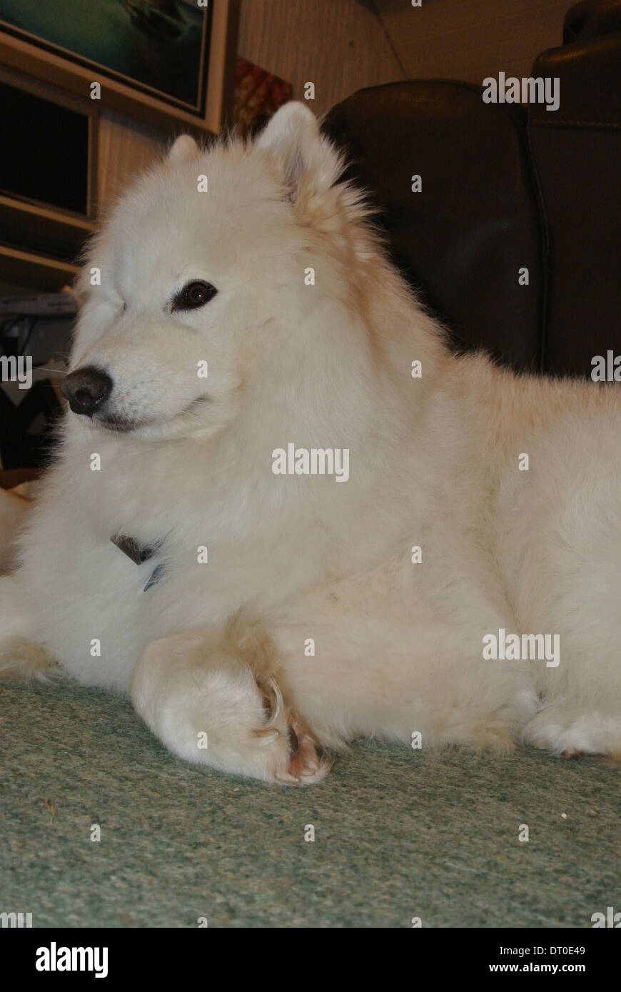 Samoyed dog lying down hi-res stock photography and images - Alamy