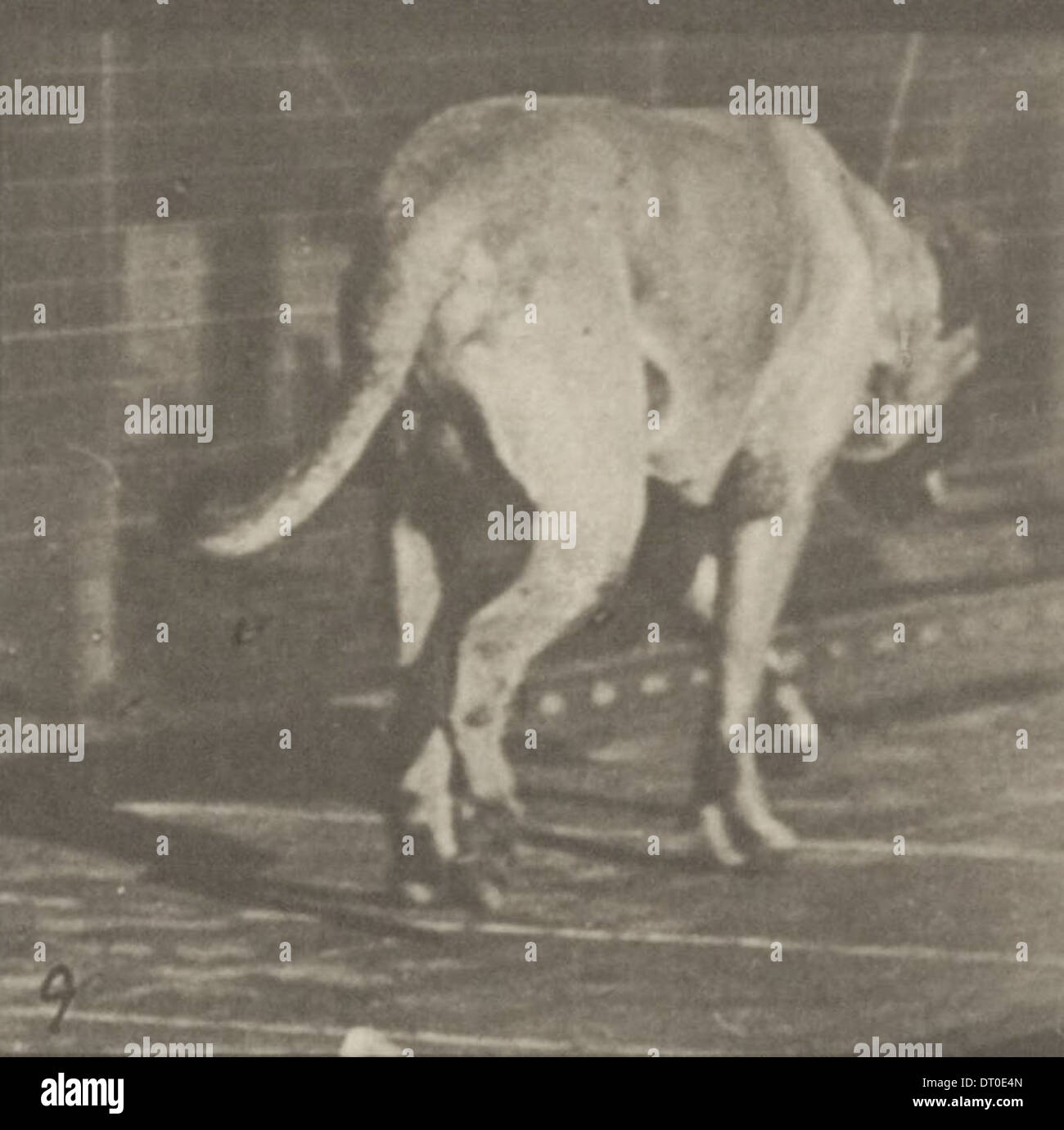 A photograph of a dog named Dread walking, captured in mid-motion. The ...