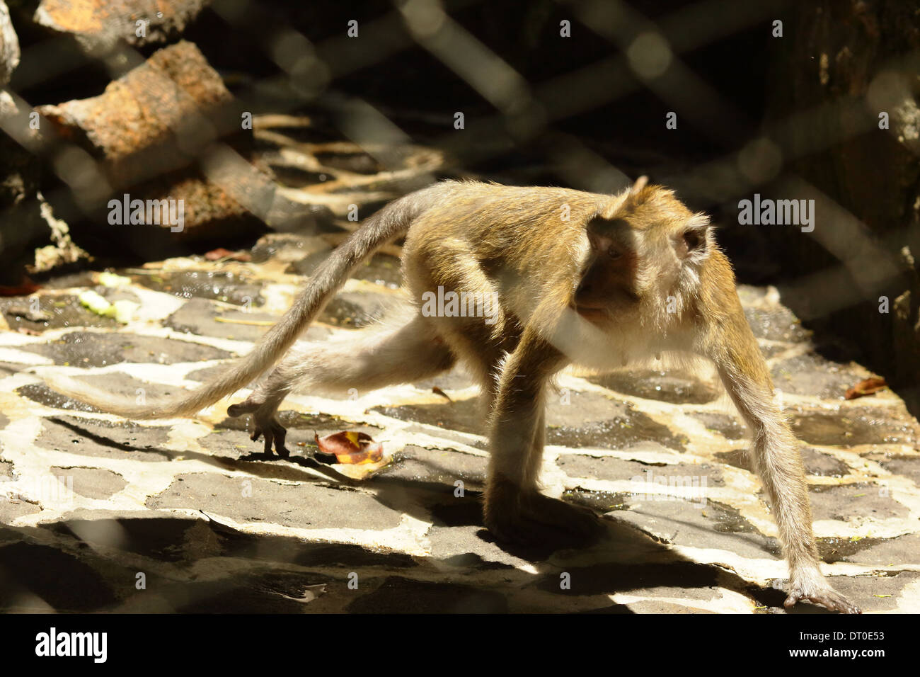 Non human primate hi-res stock photography and images - Alamy
