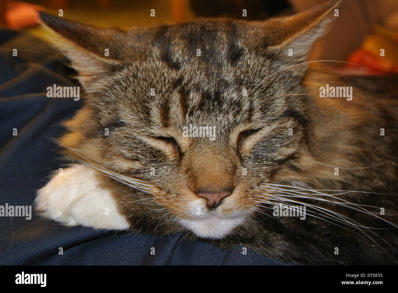 Tabby cat sleeping on lap hi-res stock photography and images - Alamy