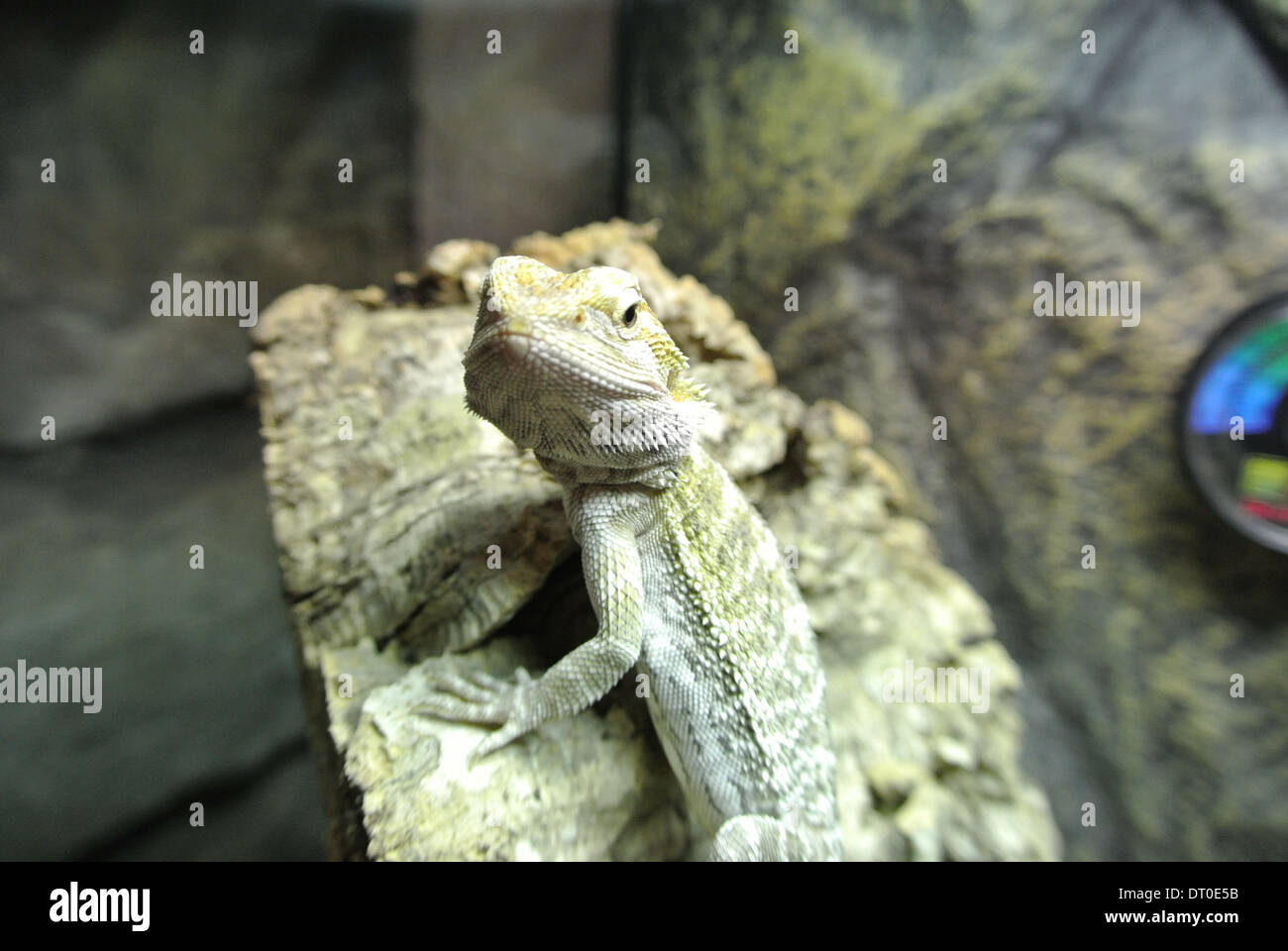 Baby Bearded Dragon Lizard