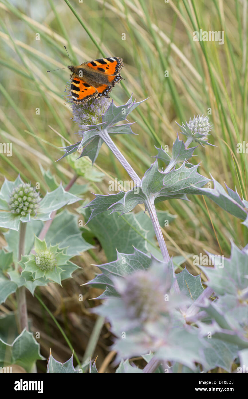 Coastal insects hi-res stock photography and images - Alamy