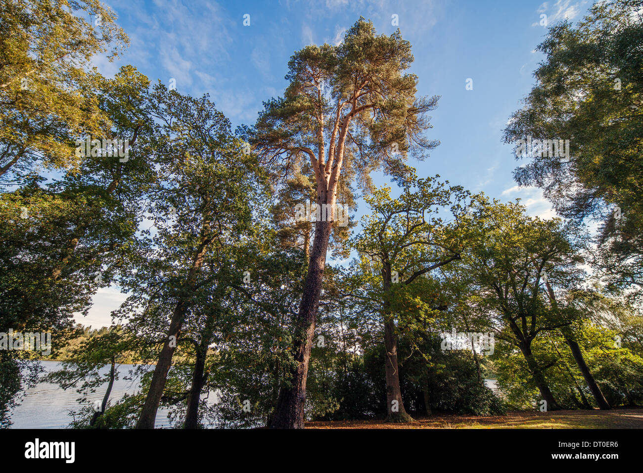 Virginia Water Surrey Stock Photos & Virginia Water Surrey Stock Images ...