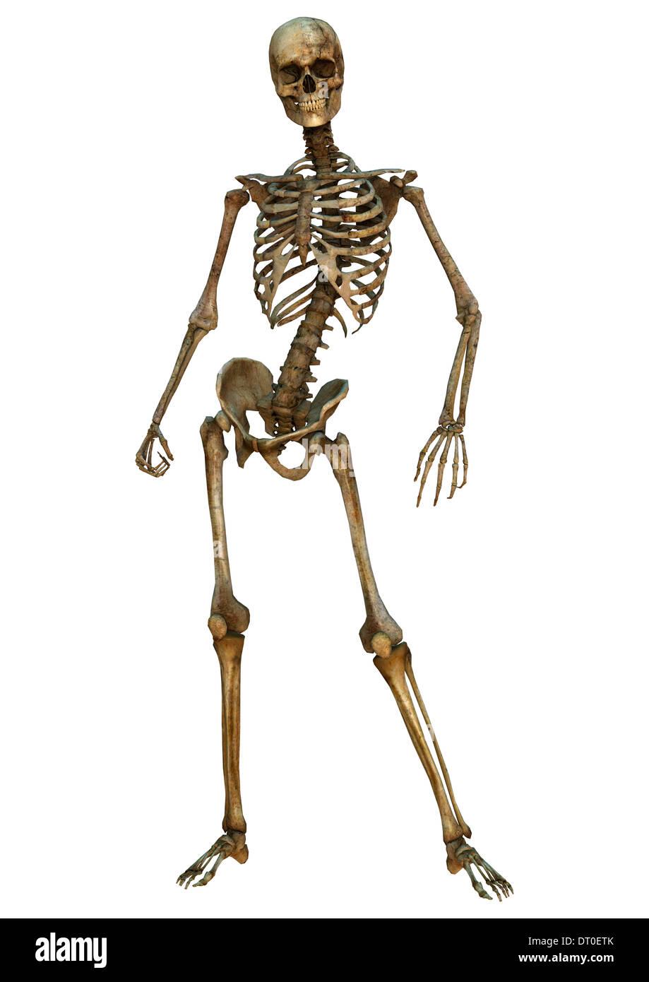 3D digital render of an old human male skeleton isolated on white ...
