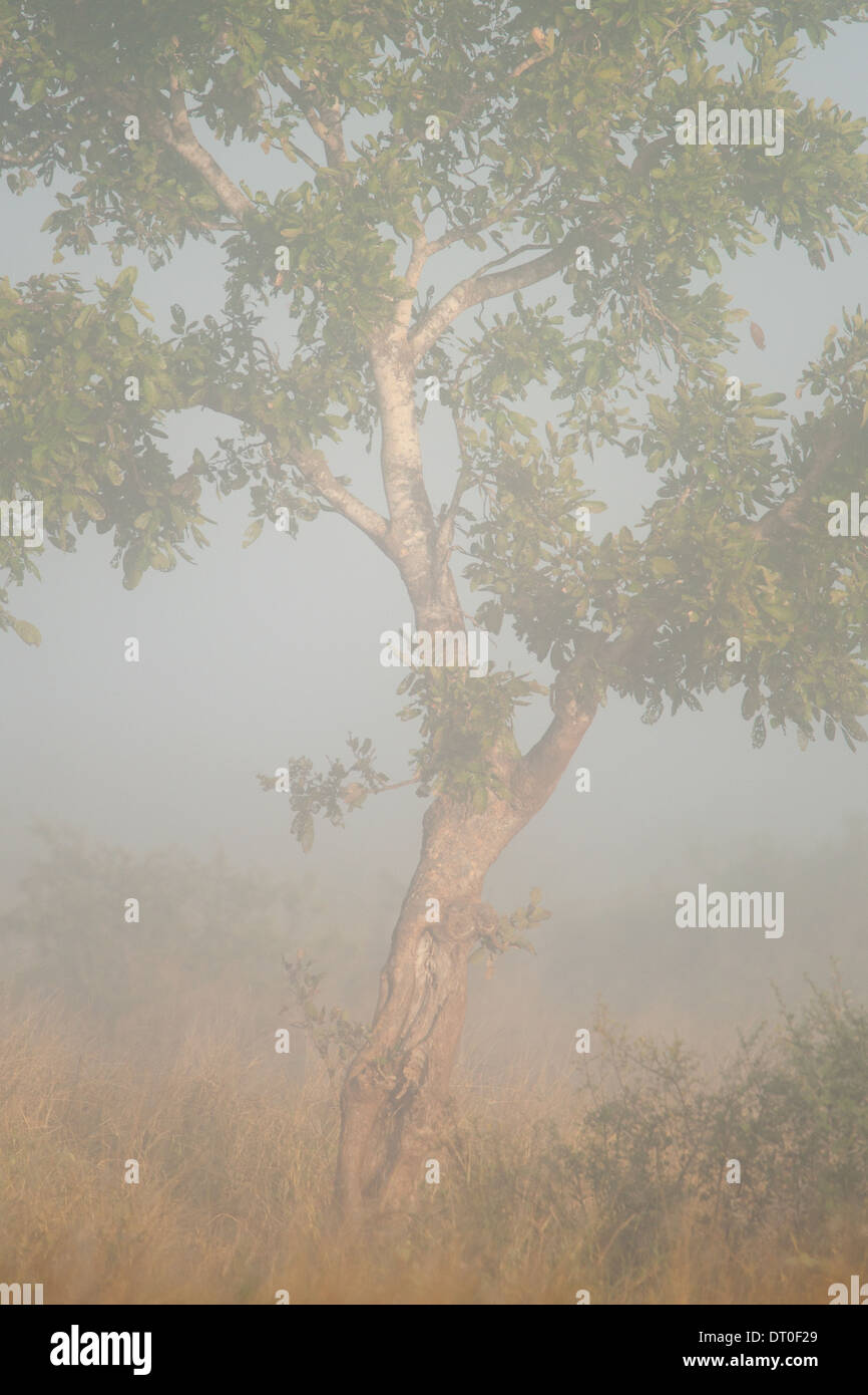 Misty mist hazy haze hi-res stock photography and images - Alamy