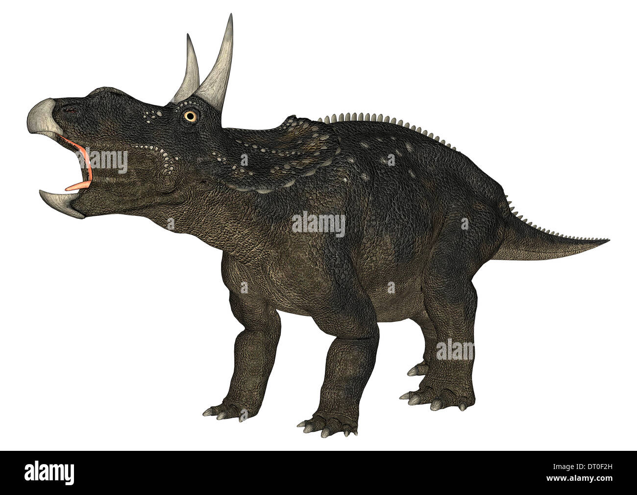 3D digital render of a dinosaur Diceratops isolated on white background ...