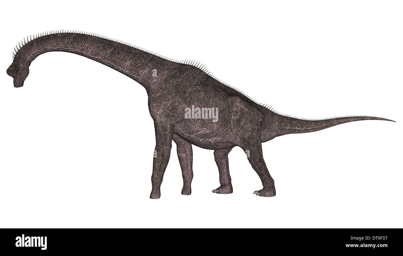 3D digital render of a dinosaur Brachiosaurus isolated on white ...