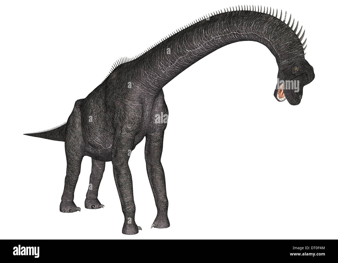 3D digital render of a dinosaur Brachiosaurus isolated on white ...