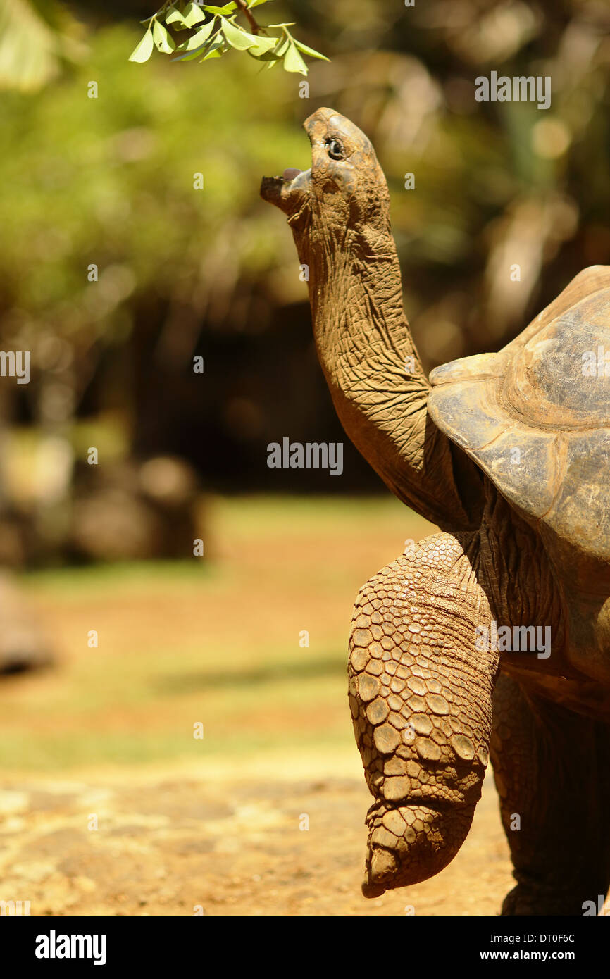 Feeding a lot of people hi-res stock photography and images - Alamy