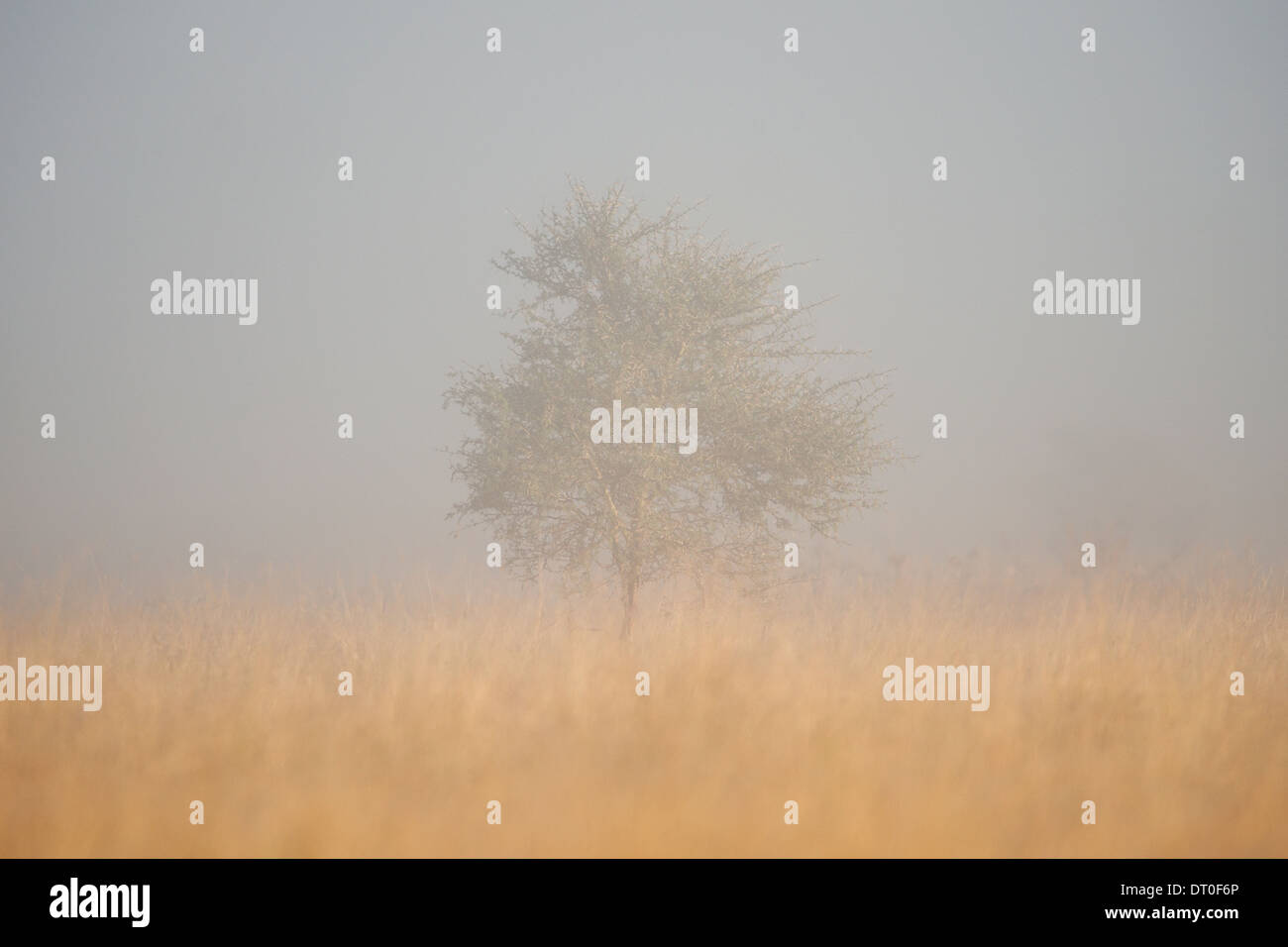 Misty mist hazy haze hi-res stock photography and images - Alamy