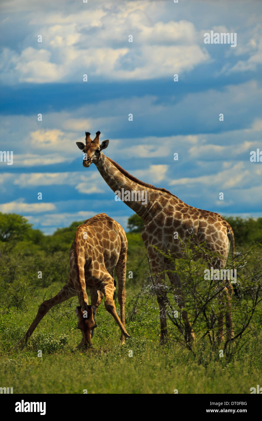 Two giraffes, one kneeling and the other standing upright, in ...