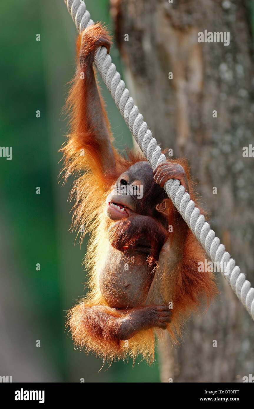 Bornean Orangutan, Bornean Orang-utan (Pongo pygmaeus pygmaeus Stock ...